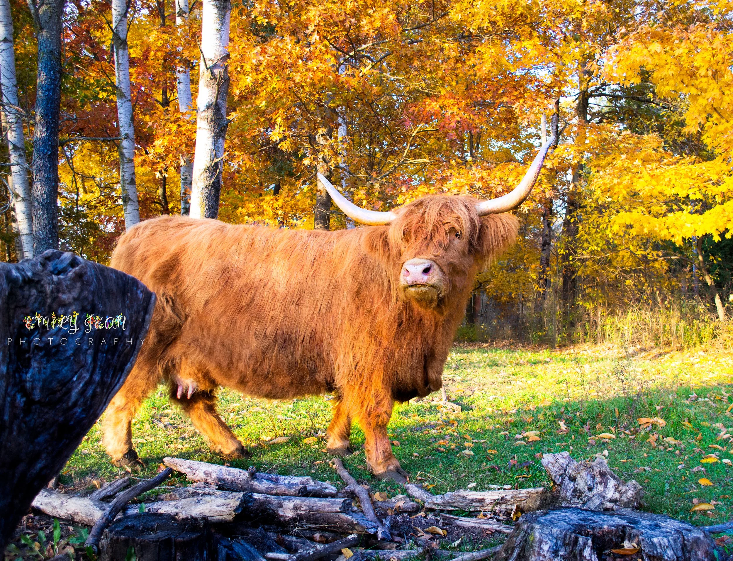 About 1 — Midwest Highland Cattle Association