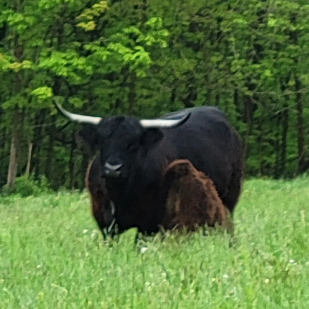 OH - Valley View Farm — Midwest Highland Cattle Association
