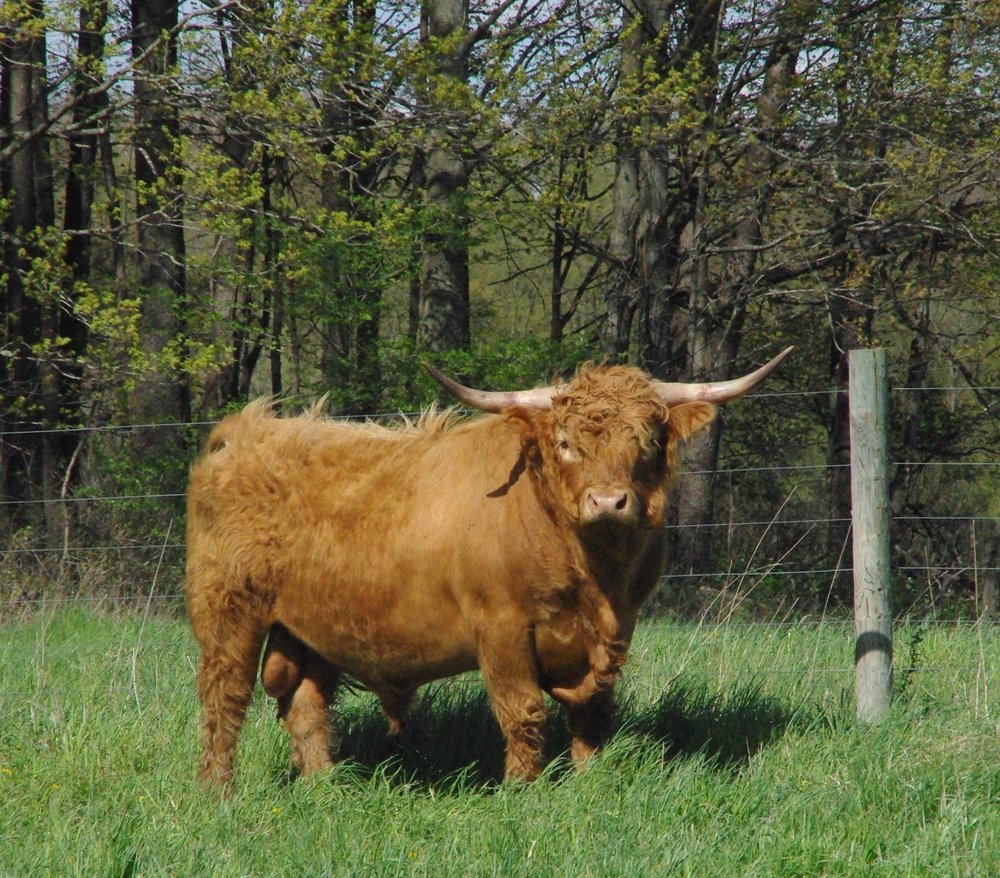 Semen/Embryos — Midwest Highland Cattle Association