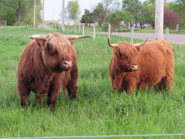 NE - Almosta Farm — Midwest Highland Cattle Association