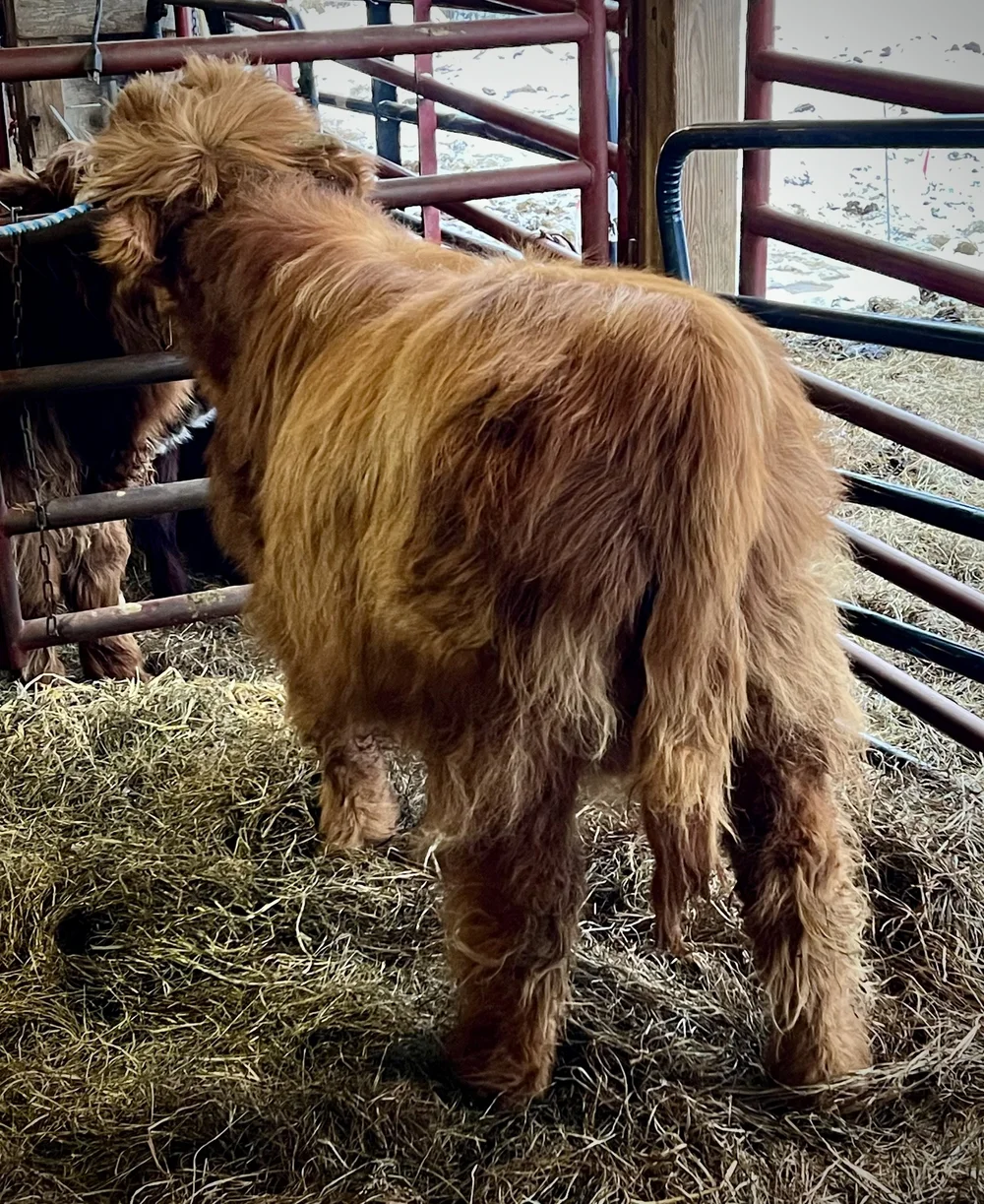 Highland Cattle — Midwest Highland Cattle Association