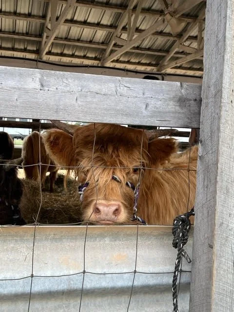 Highland Heritage — Midwest Highland Cattle Association