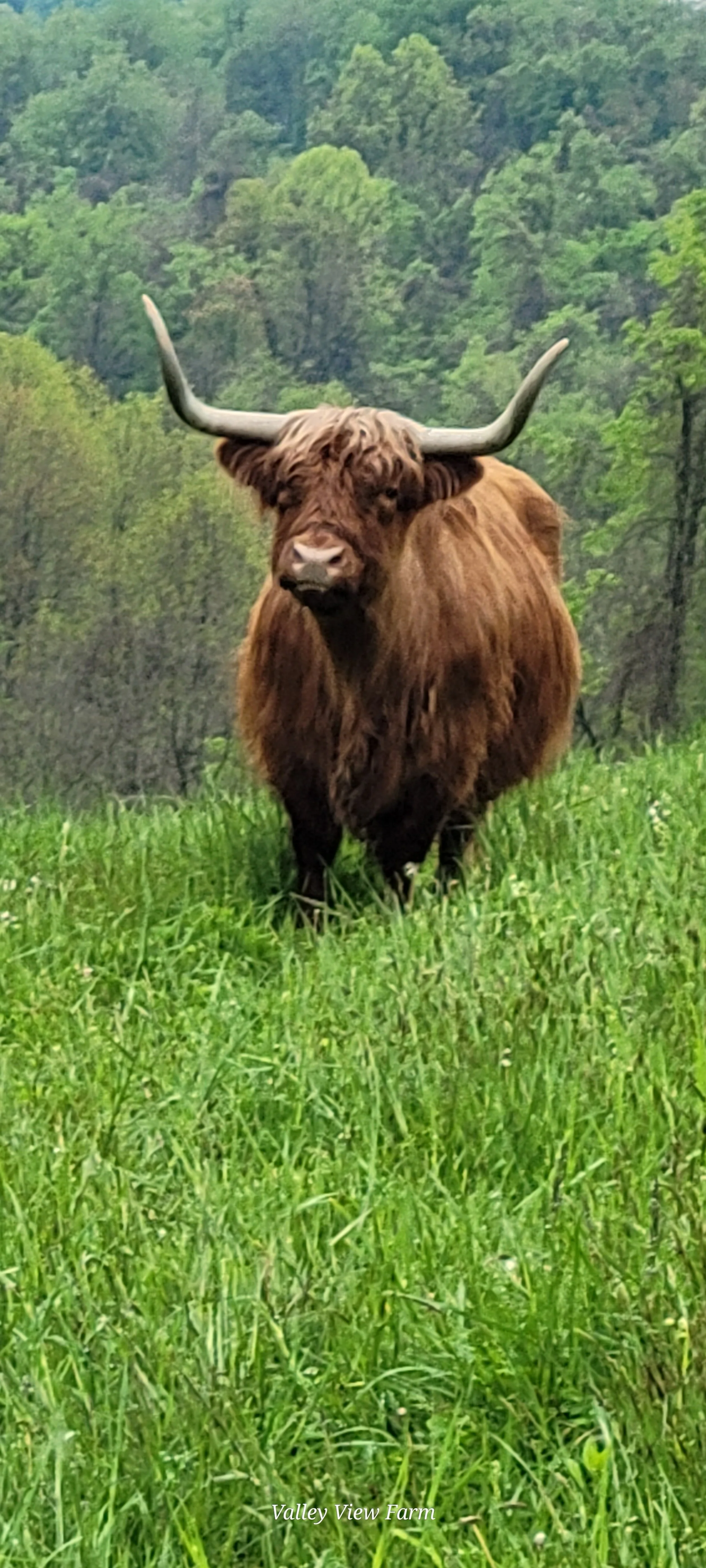 OH - Valley View Farm — Midwest Highland Cattle Association