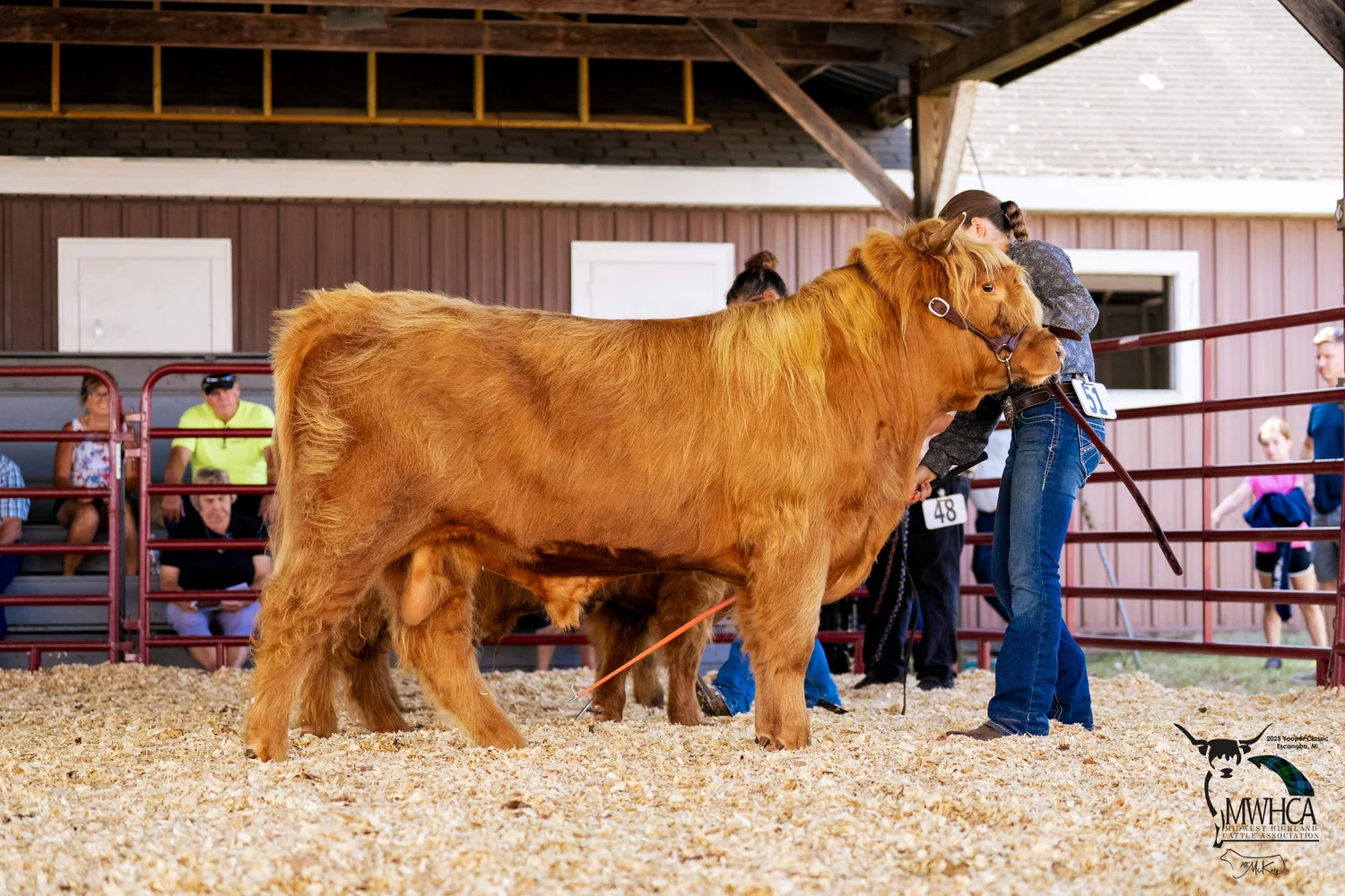 2025 Yooper Classic Photos — Midwest Highland Cattle Association