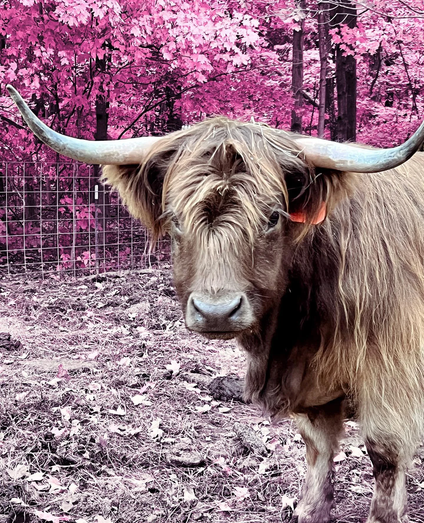 OH - Moonshadow Cattle — Midwest Highland Cattle Association