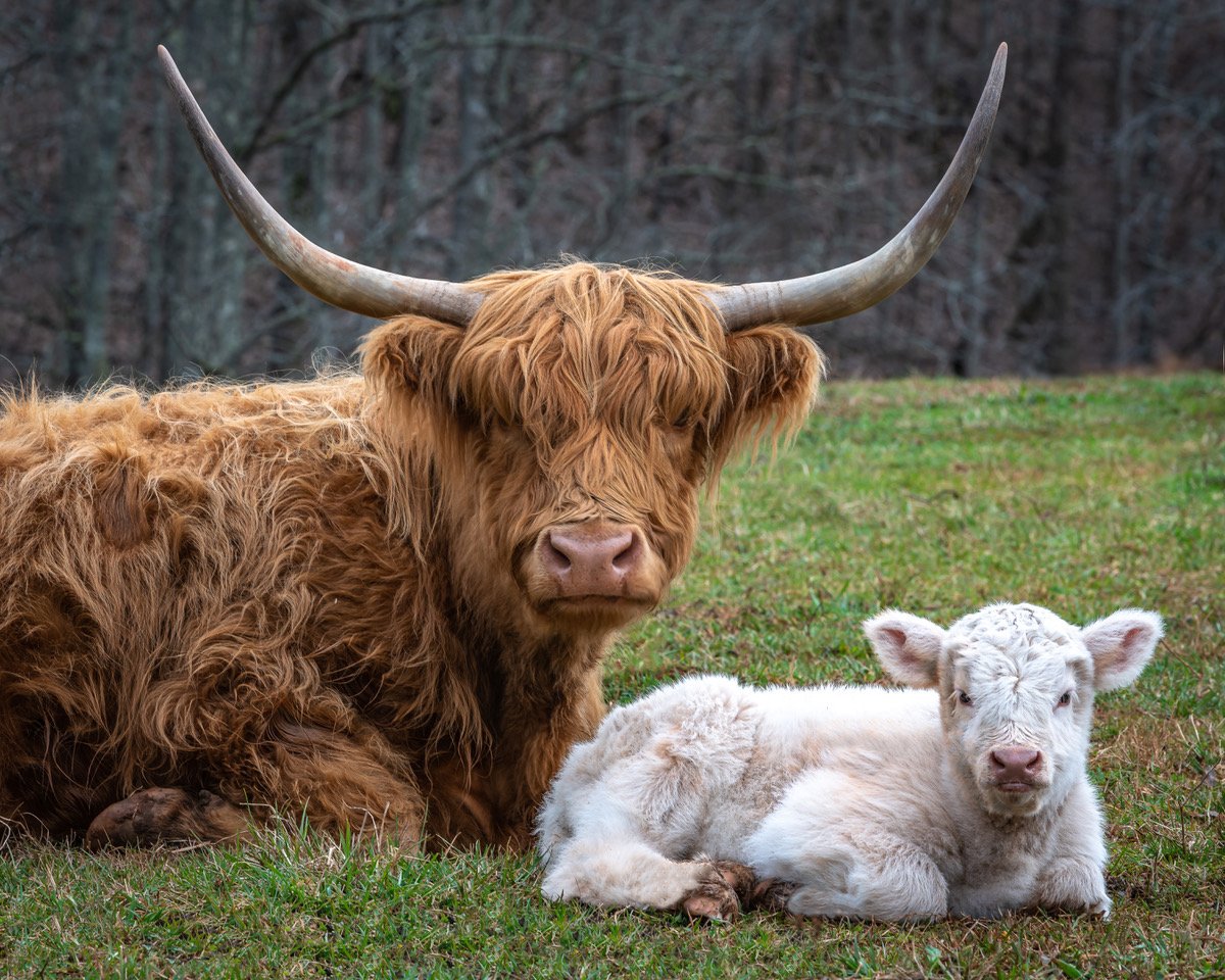 About 1 — Midwest Highland Cattle Association