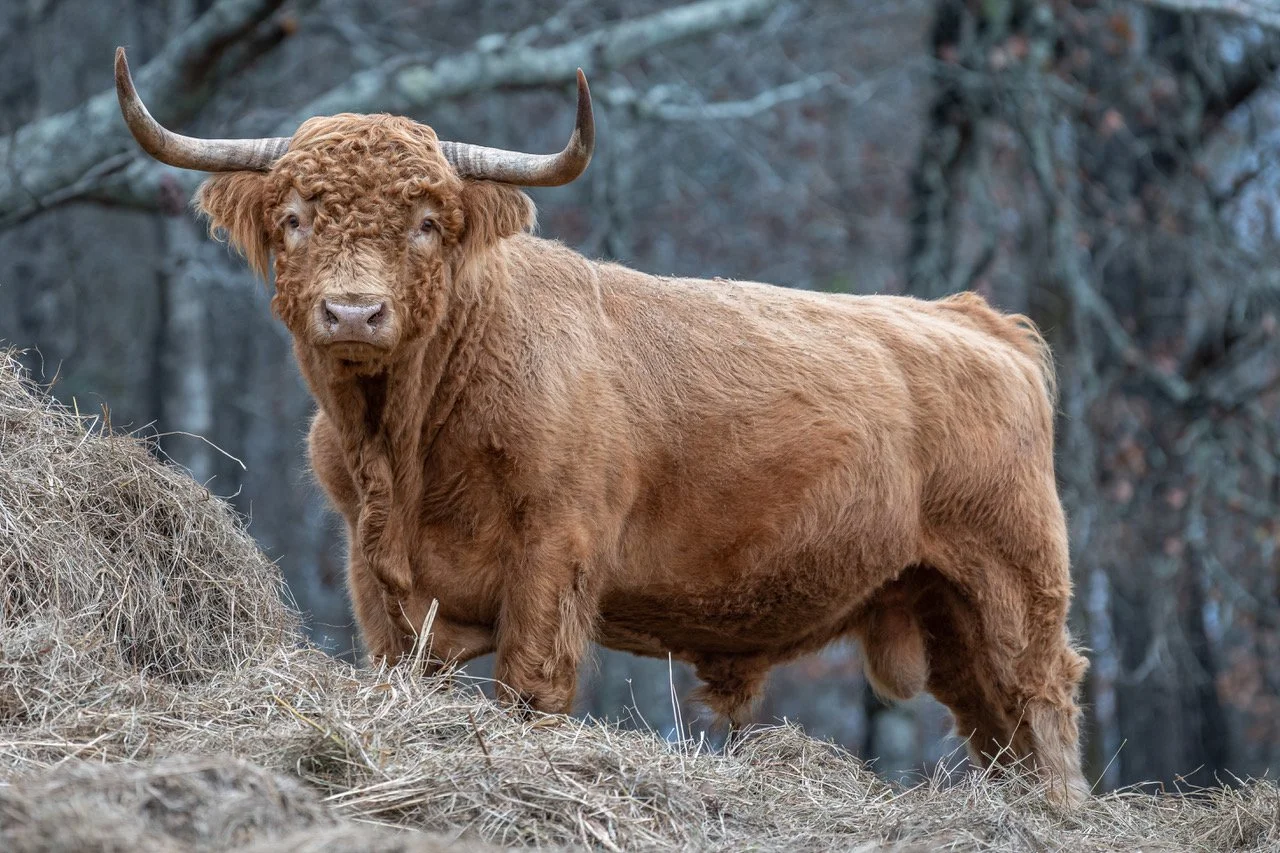 About 1 — Midwest Highland Cattle Association