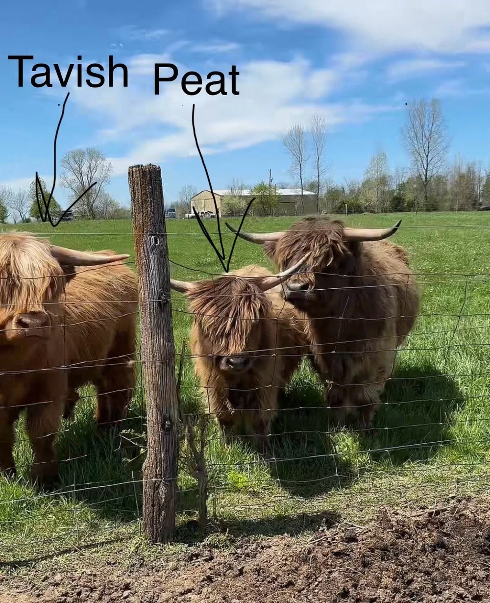 Highland Cattle — Midwest Highland Cattle Association