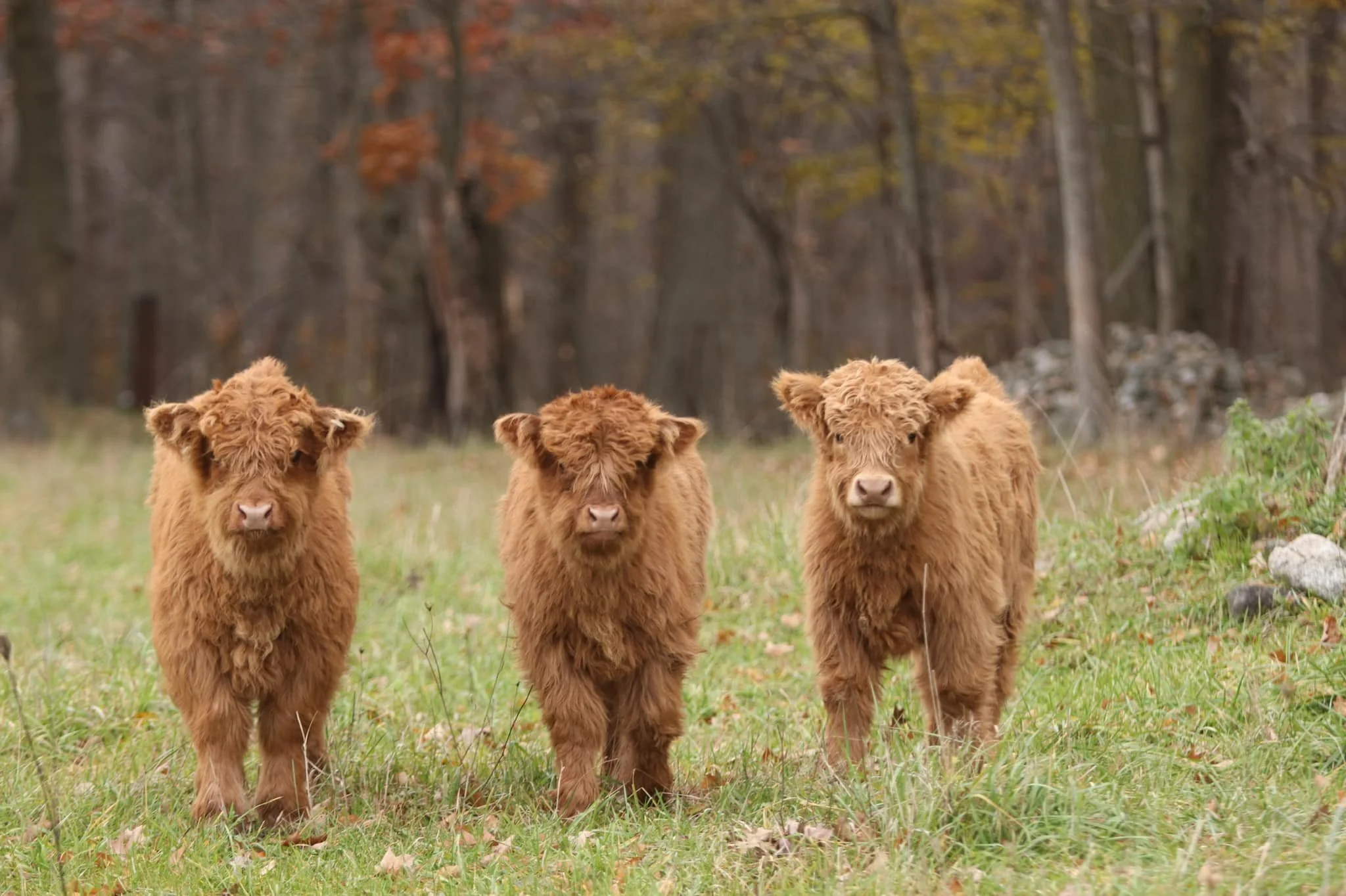 Midwest Highland Cattle Association
