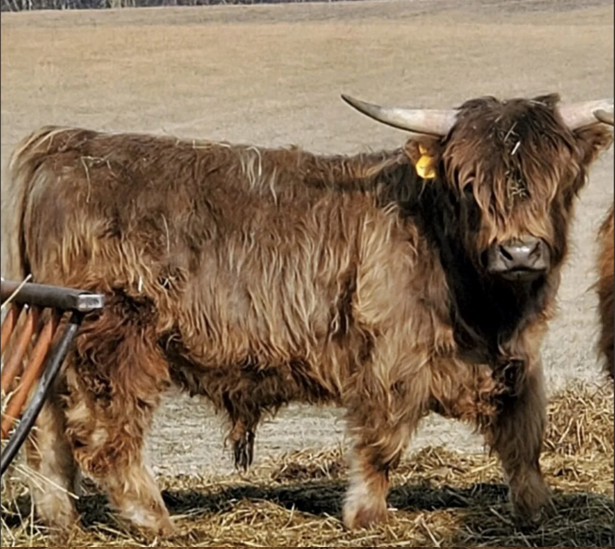 Highland Cattle — Midwest Highland Cattle Association