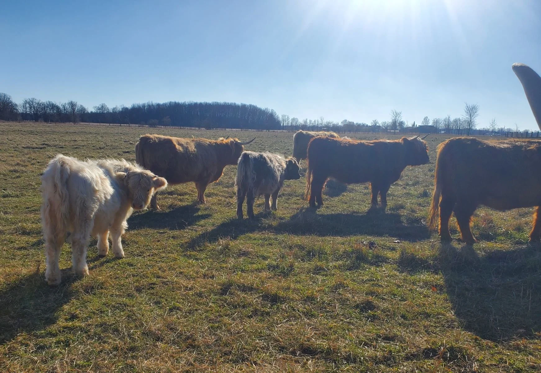 General 6 — Midwest Highland Cattle Association