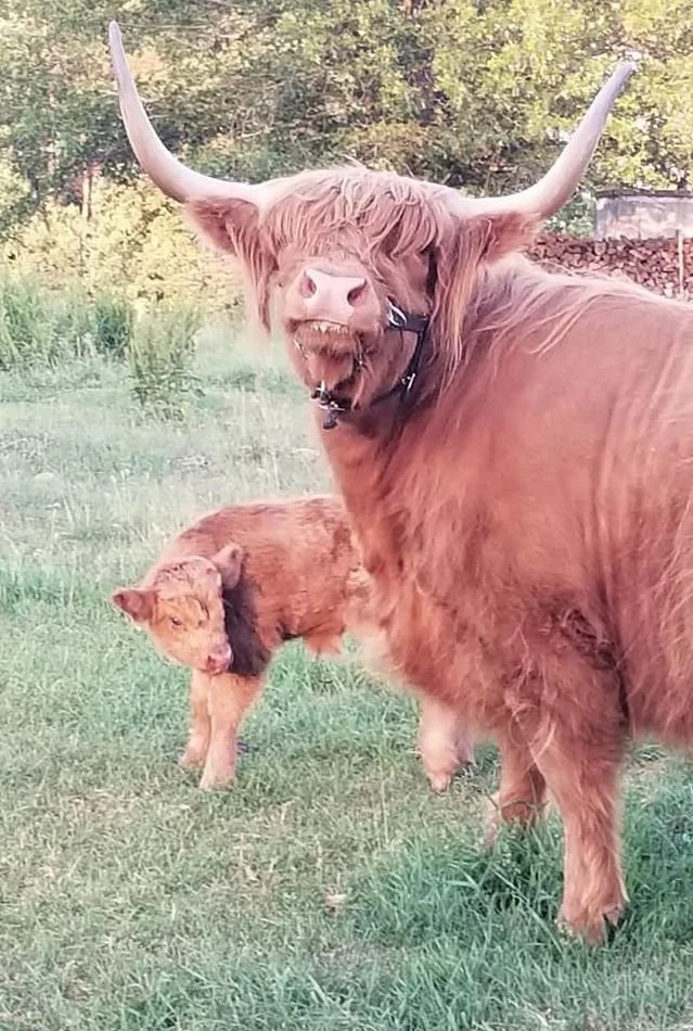 About 4 — Midwest Highland Cattle Association