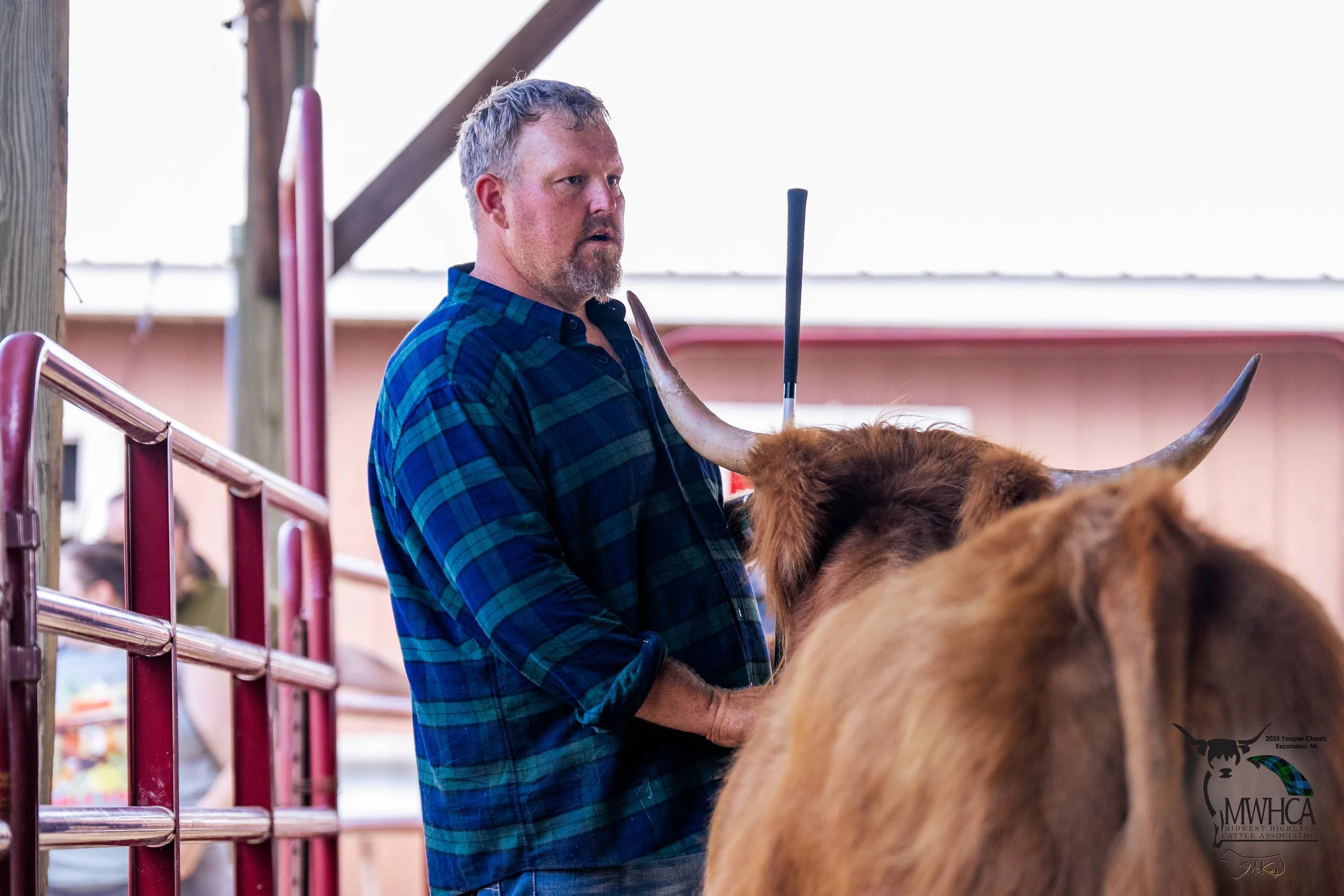 2025 Yooper Classic Photos — Midwest Highland Cattle Association