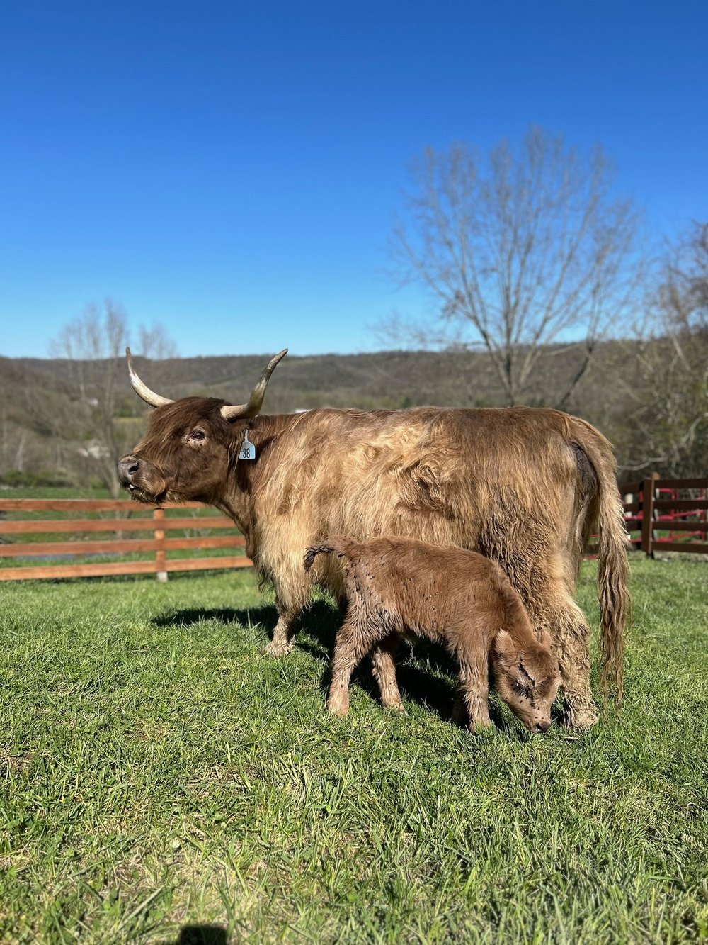 OH - Highlands on the Hill — Midwest Highland Cattle Association