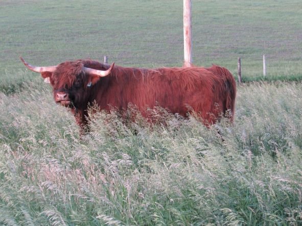 NE - Almosta Farm — Midwest Highland Cattle Association