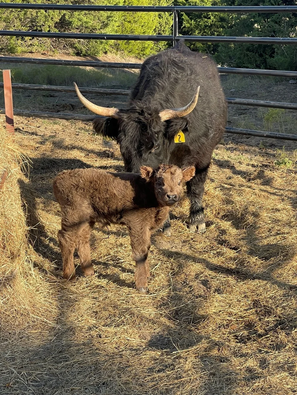 TX - The Hawkeye Ranch — Midwest Highland Cattle Association