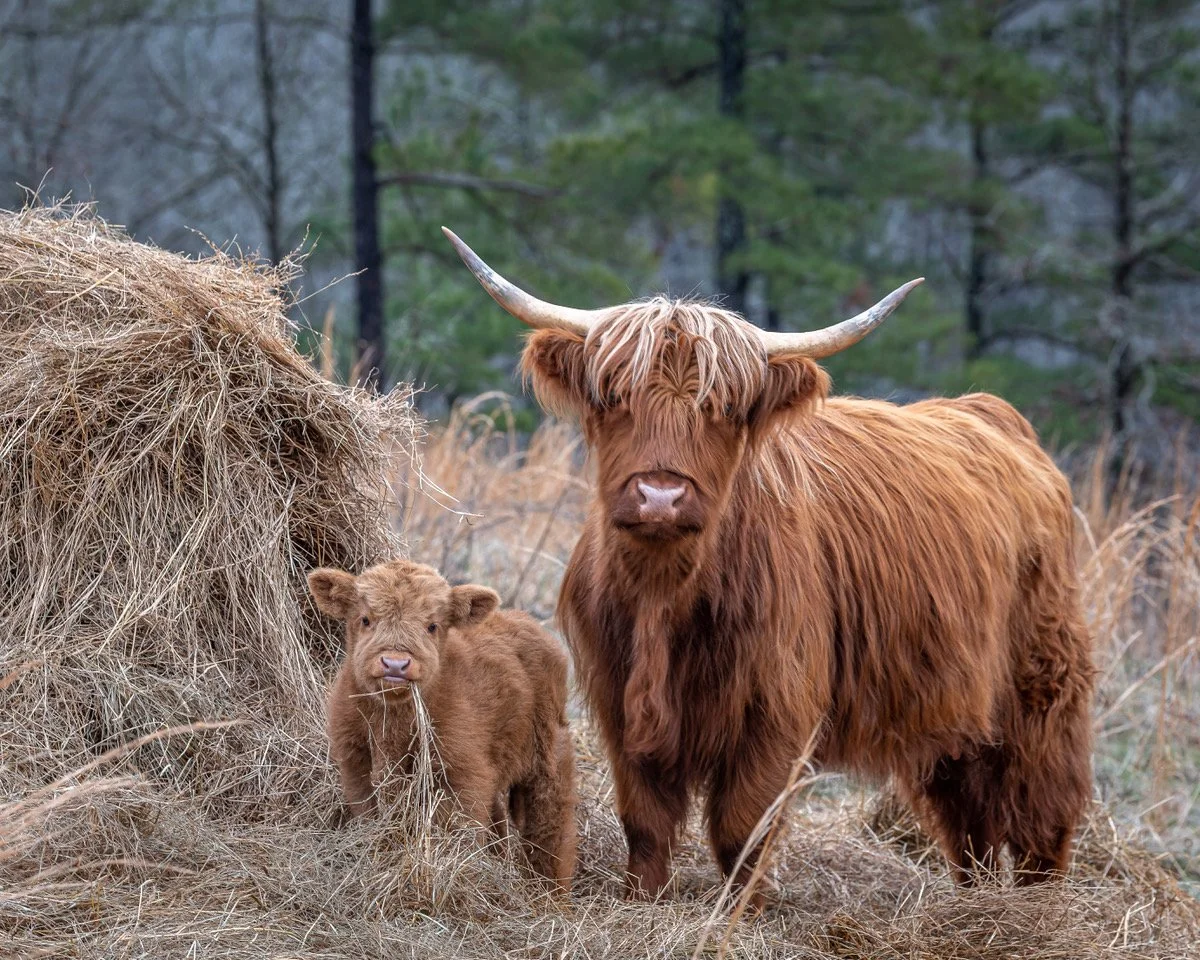 About 1 — Midwest Highland Cattle Association