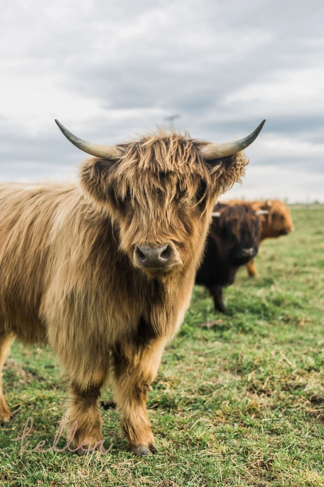Photos — Midwest Highland Cattle Association