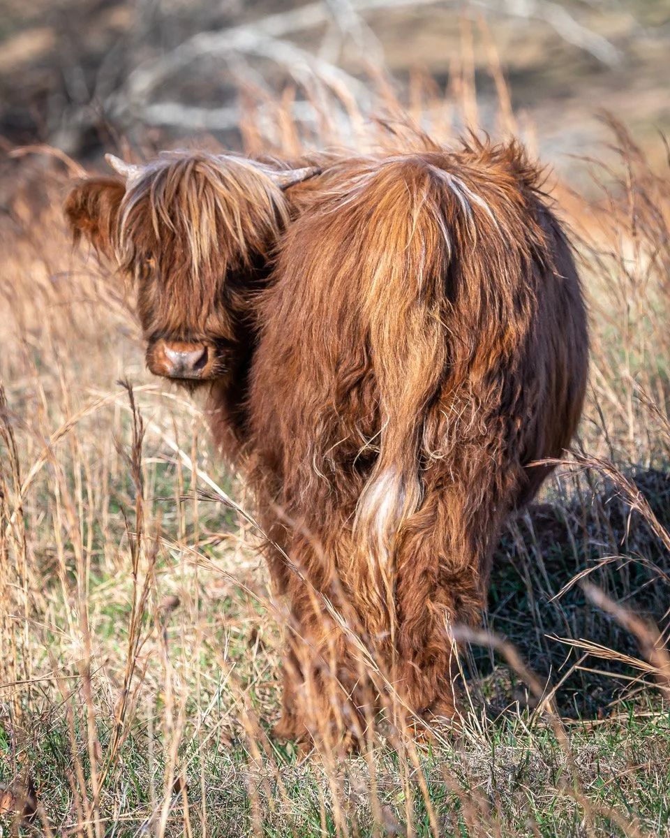 About 1 — Midwest Highland Cattle Association