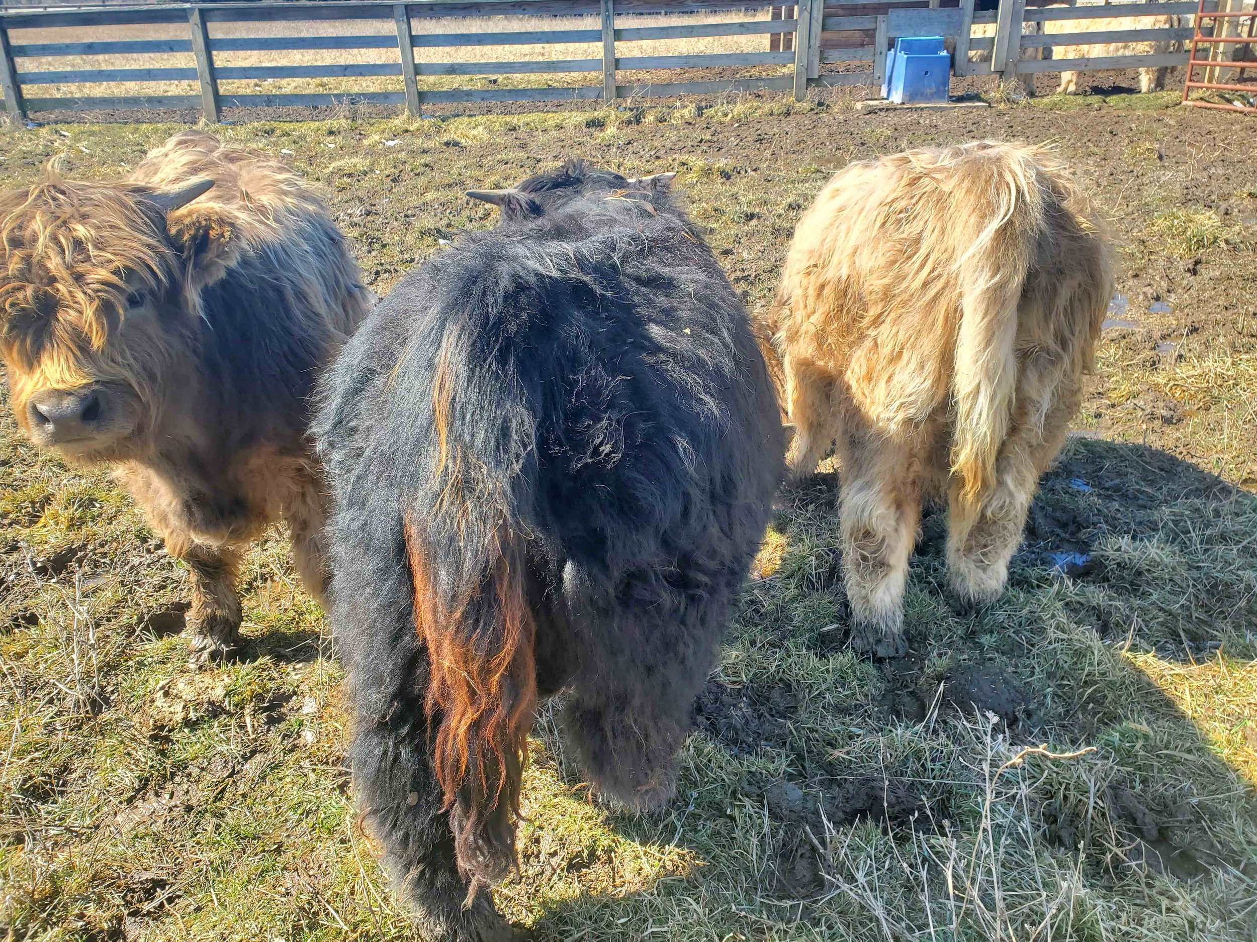 Highland Cattle — Midwest Highland Cattle Association