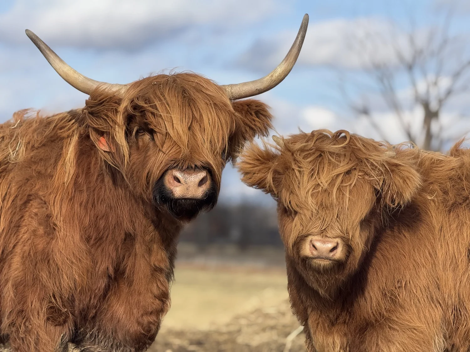 Midwest Highland Cattle Association