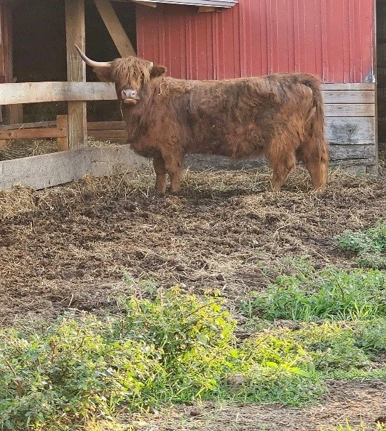 Highland Cattle — Midwest Highland Cattle Association
