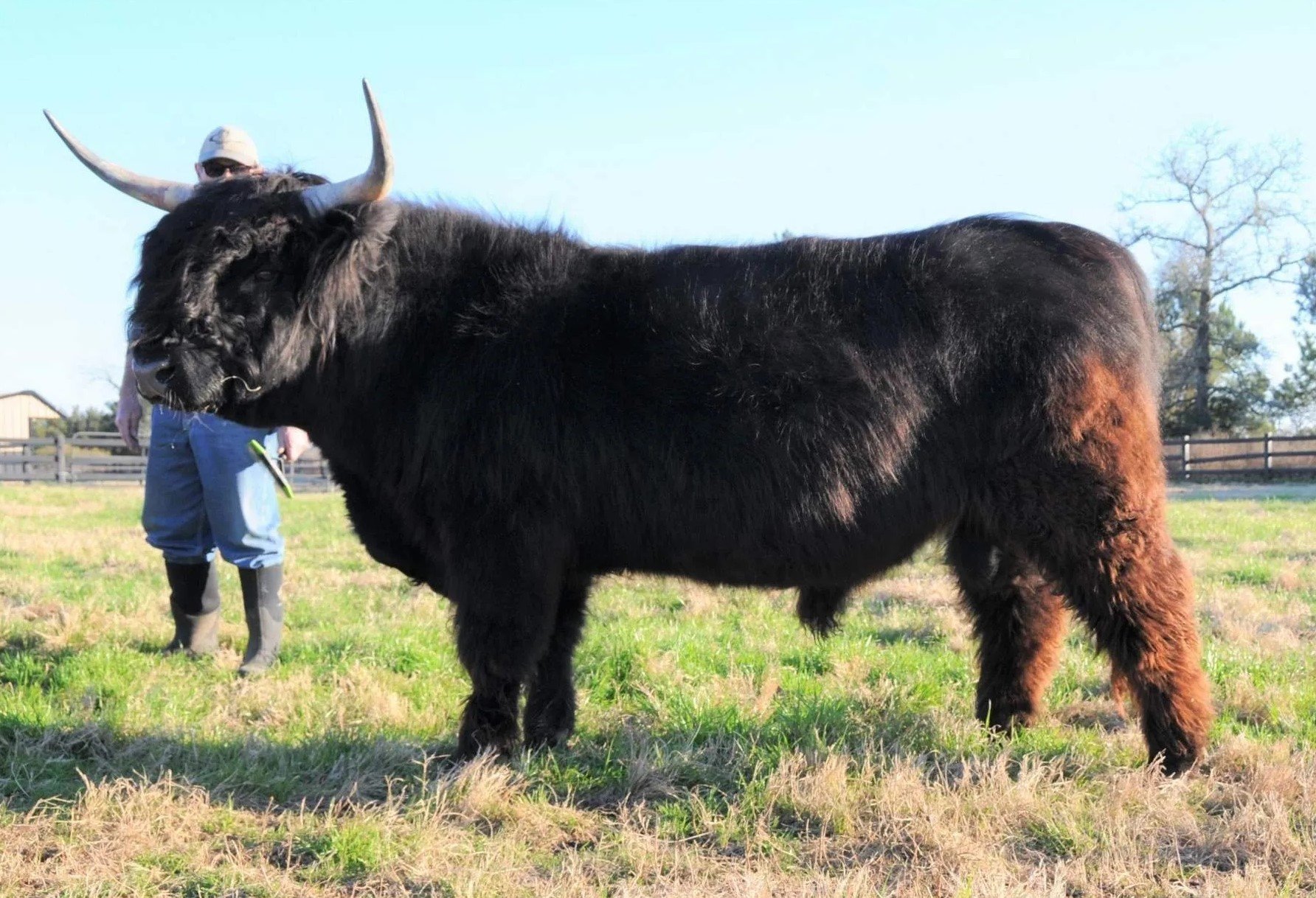 Semen/Embryos — Midwest Highland Cattle Association