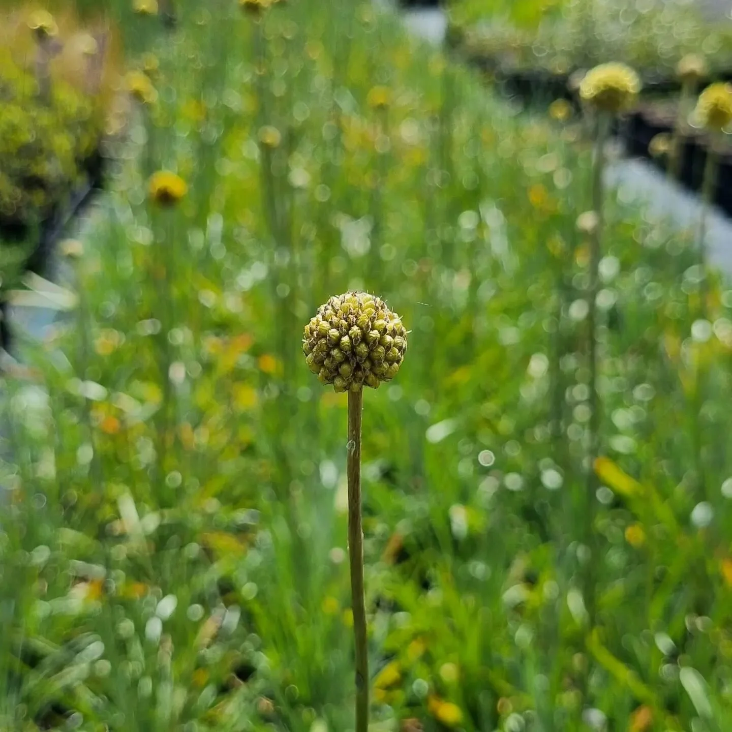 Horticulture — RCLDH