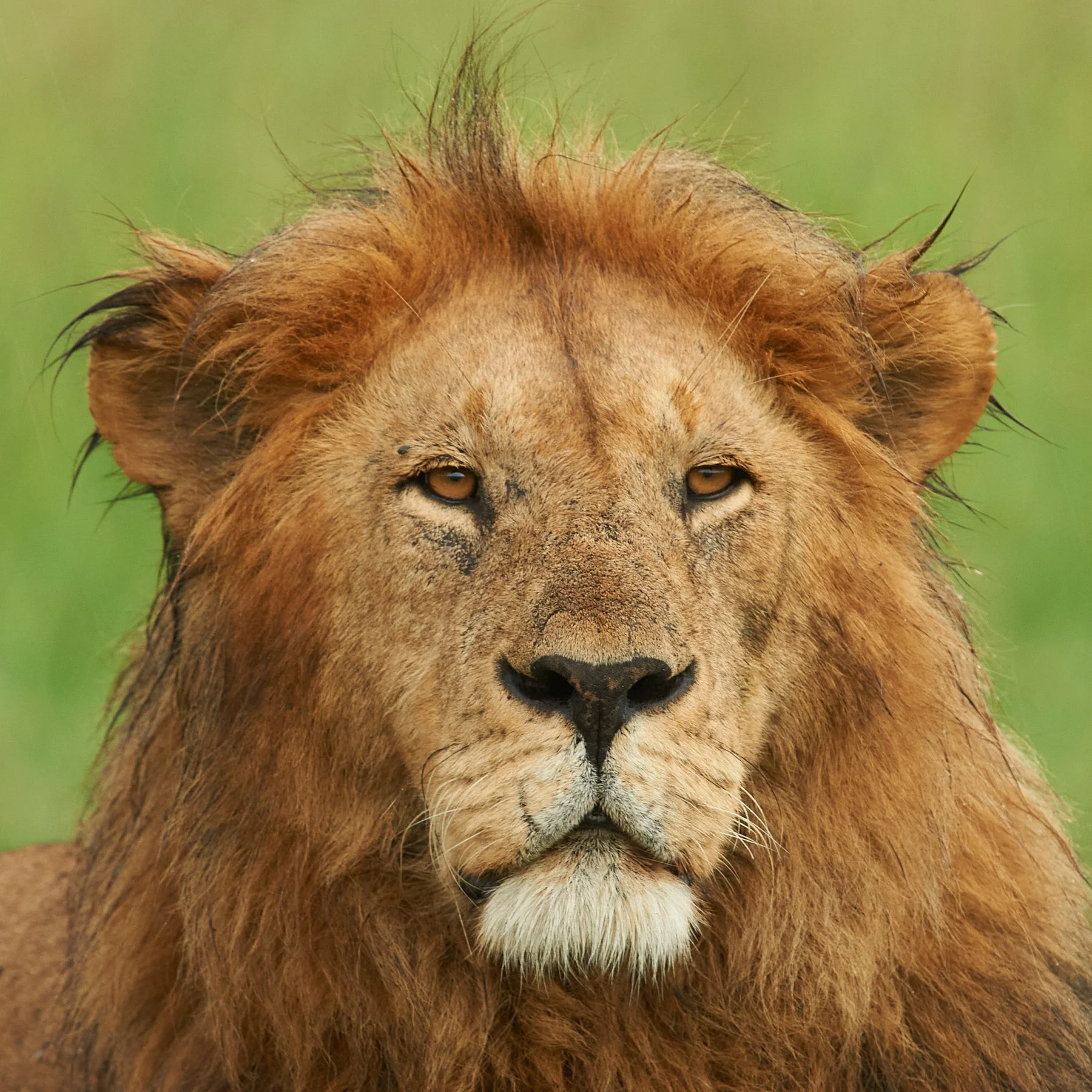 Gallery 1 — NatureImages