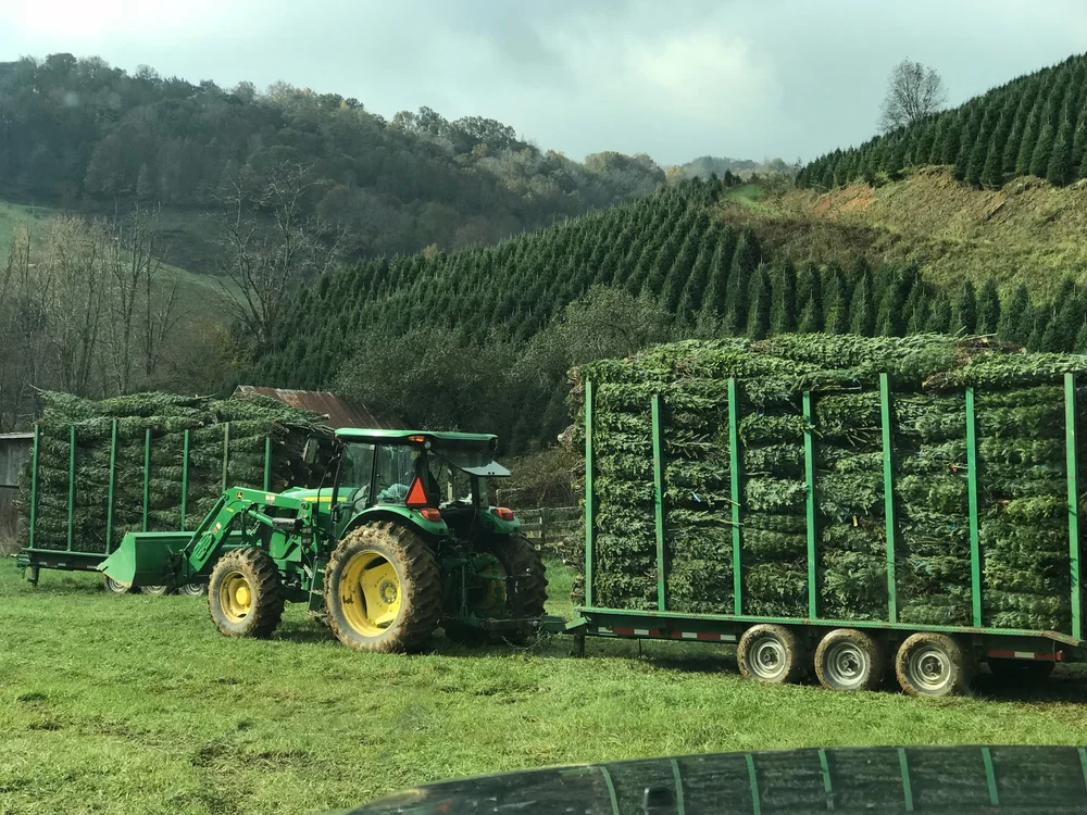 Mile High Tree Farm - Wholesale Christmas Tree Farm in the North ...