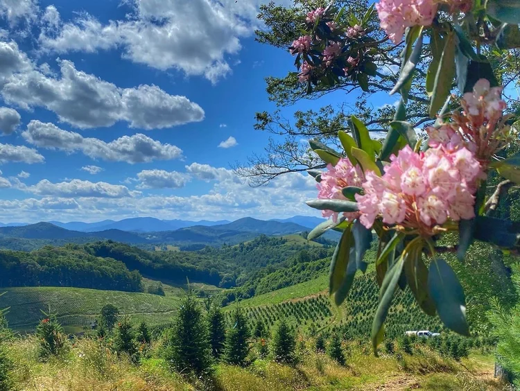 Mile High Tree Farm - Wholesale Christmas Tree Farm in the North ...