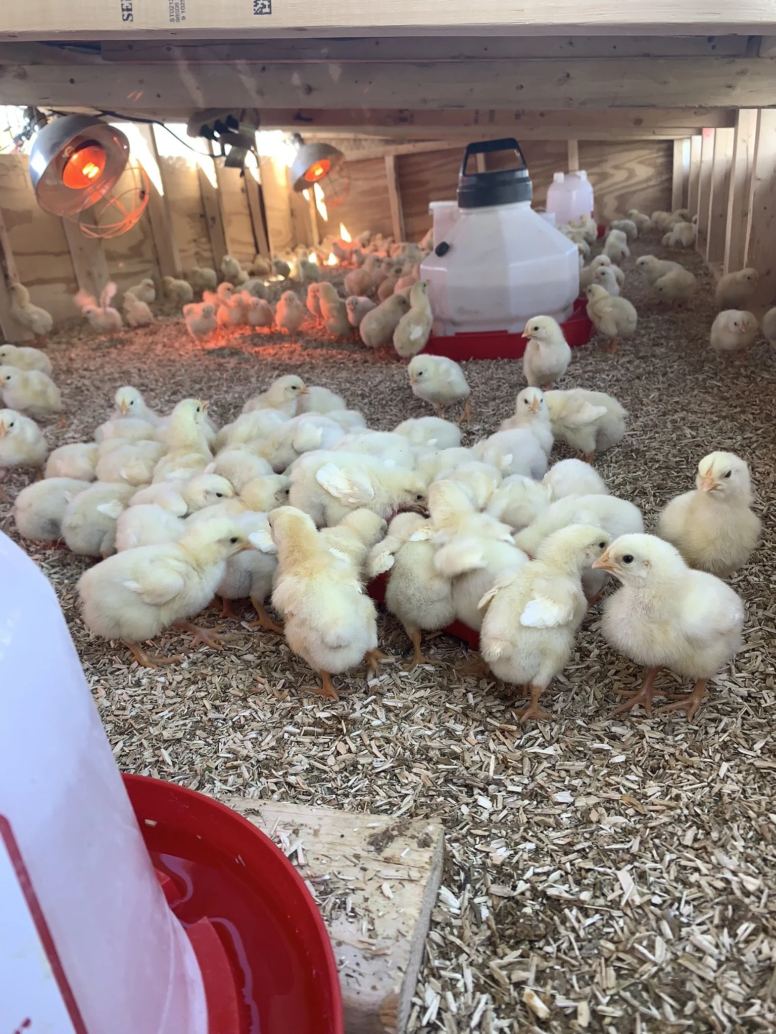 About — Refuge Farm