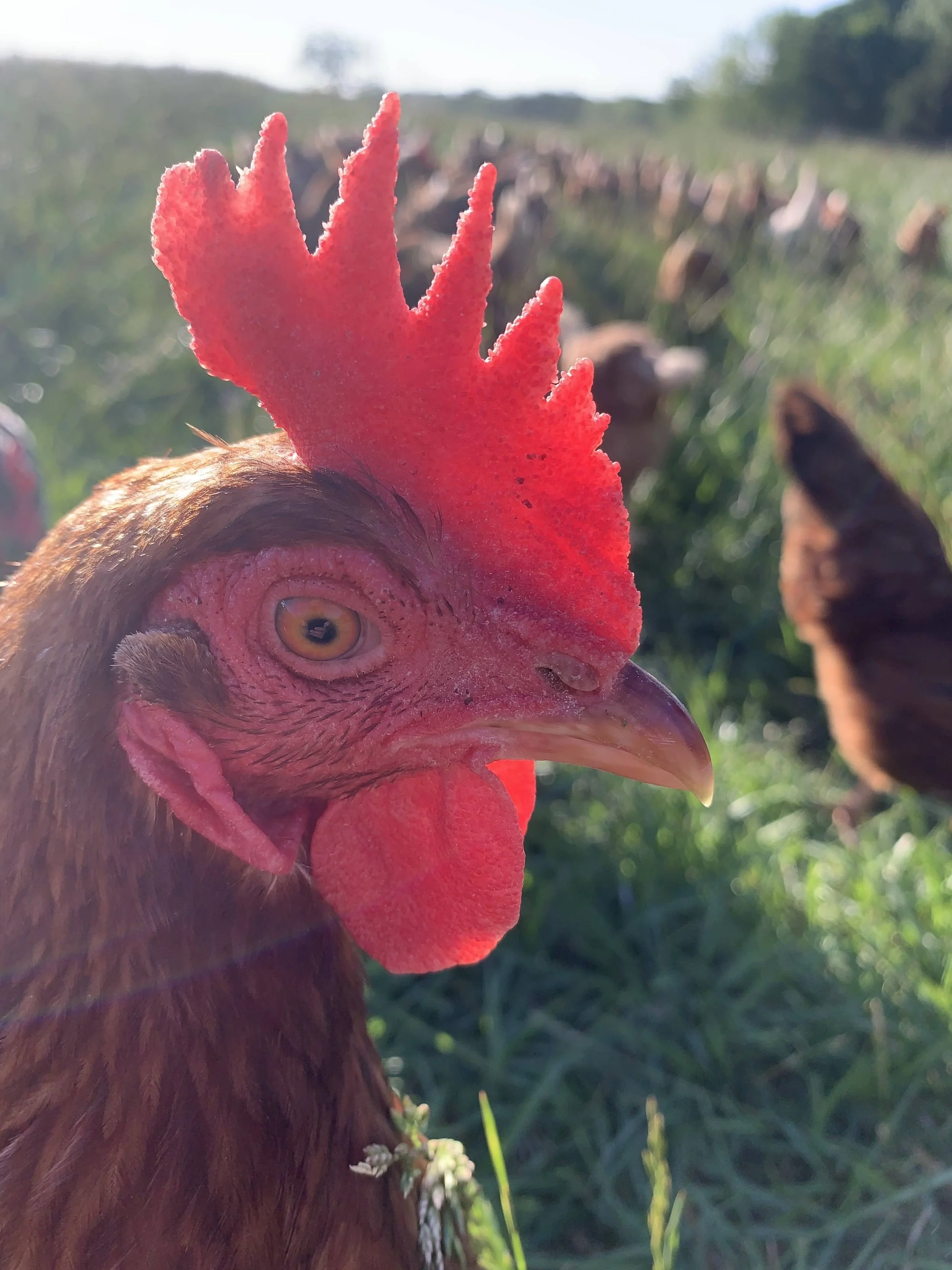 Contact — Refuge Farm