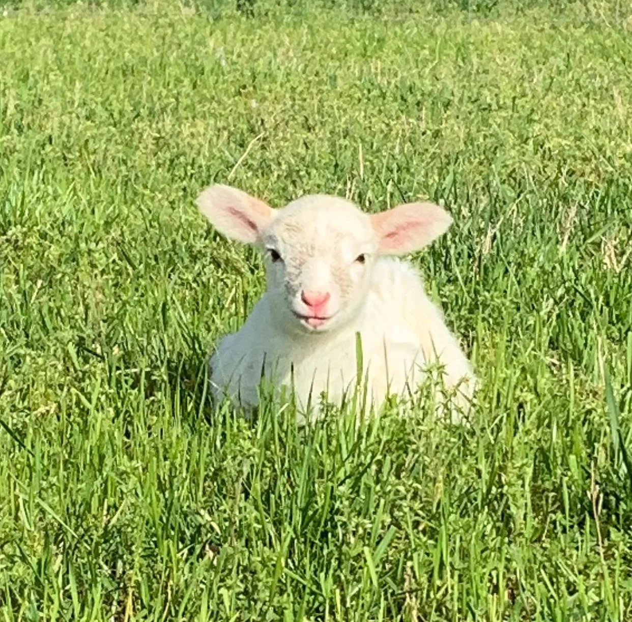 Contact — Refuge Farm