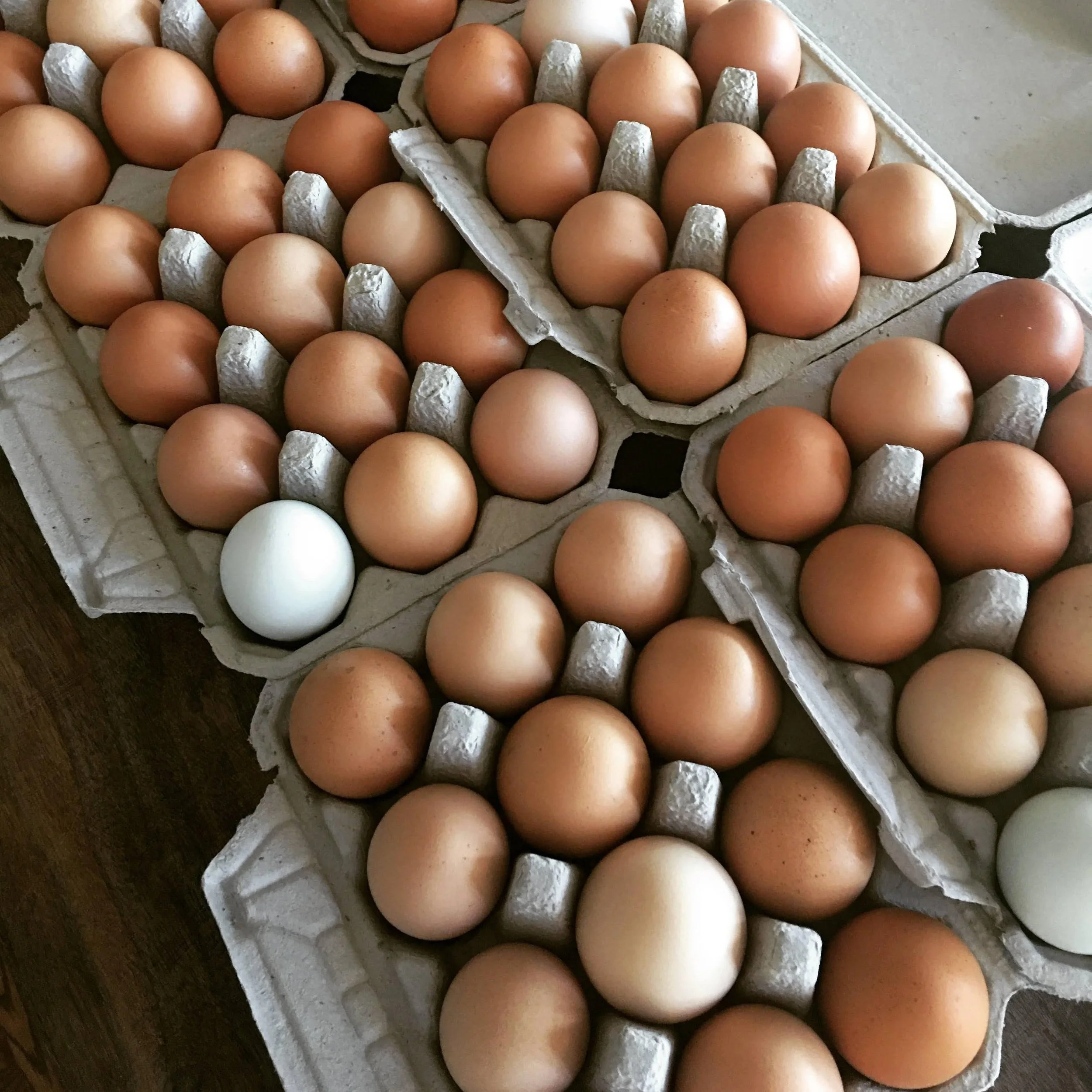 Products — Refuge Farm