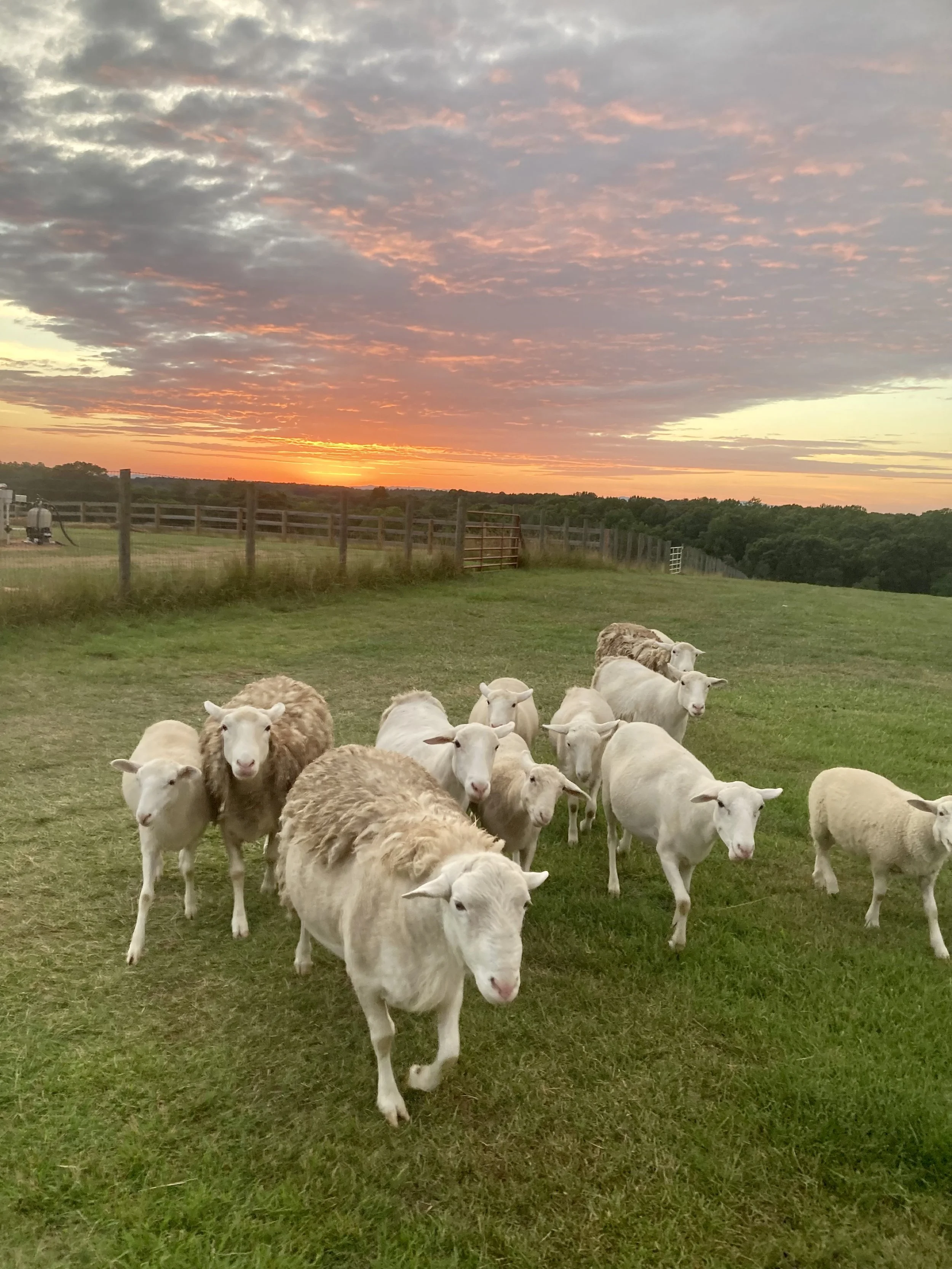 About — Refuge Farm