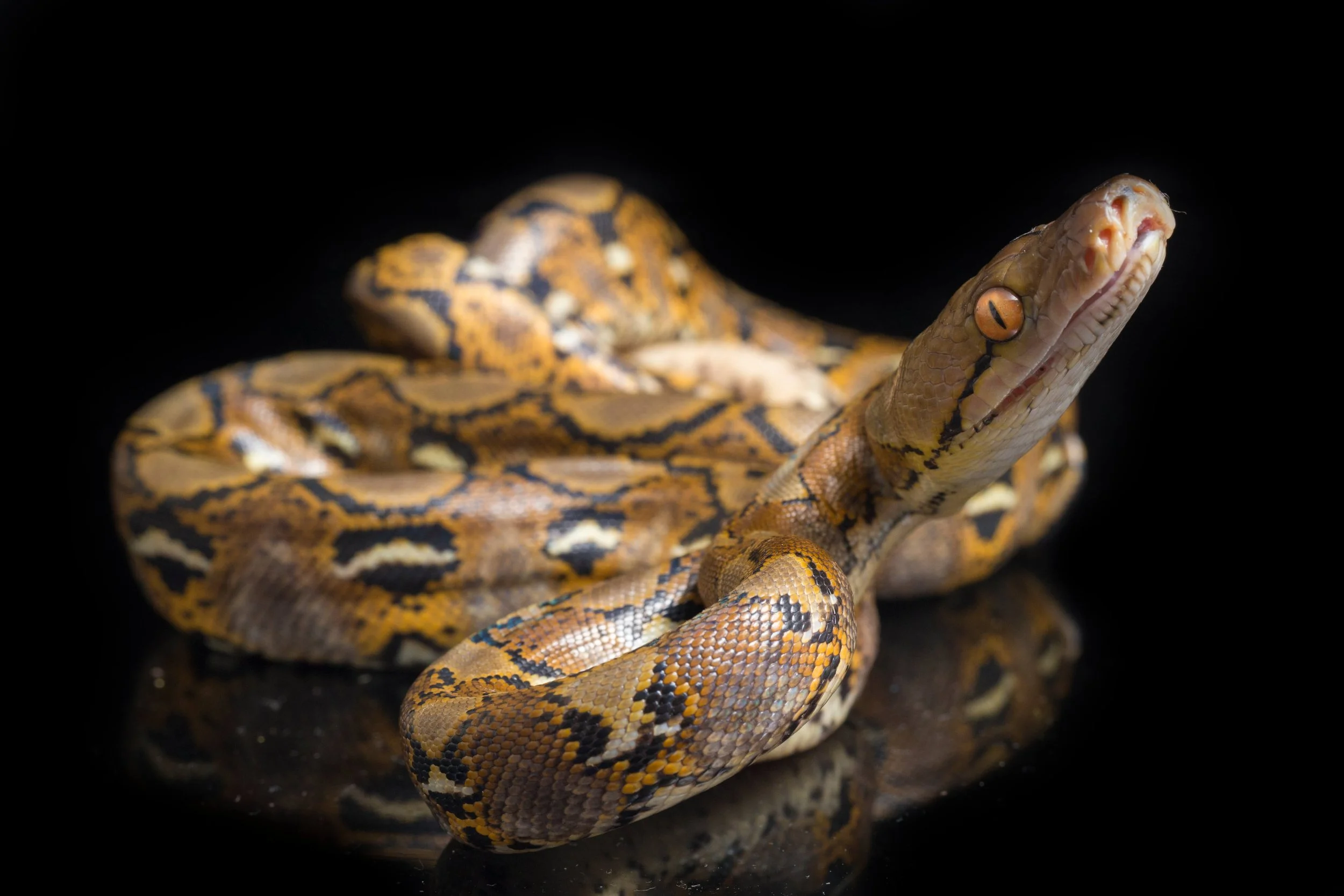 Cold Blooded Coils | Reticulated Python Breeders | United Kingdom