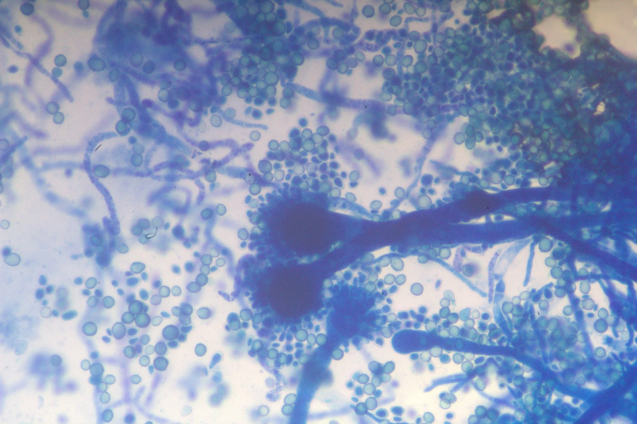 ASCUS Lab — Ascus Art & Science