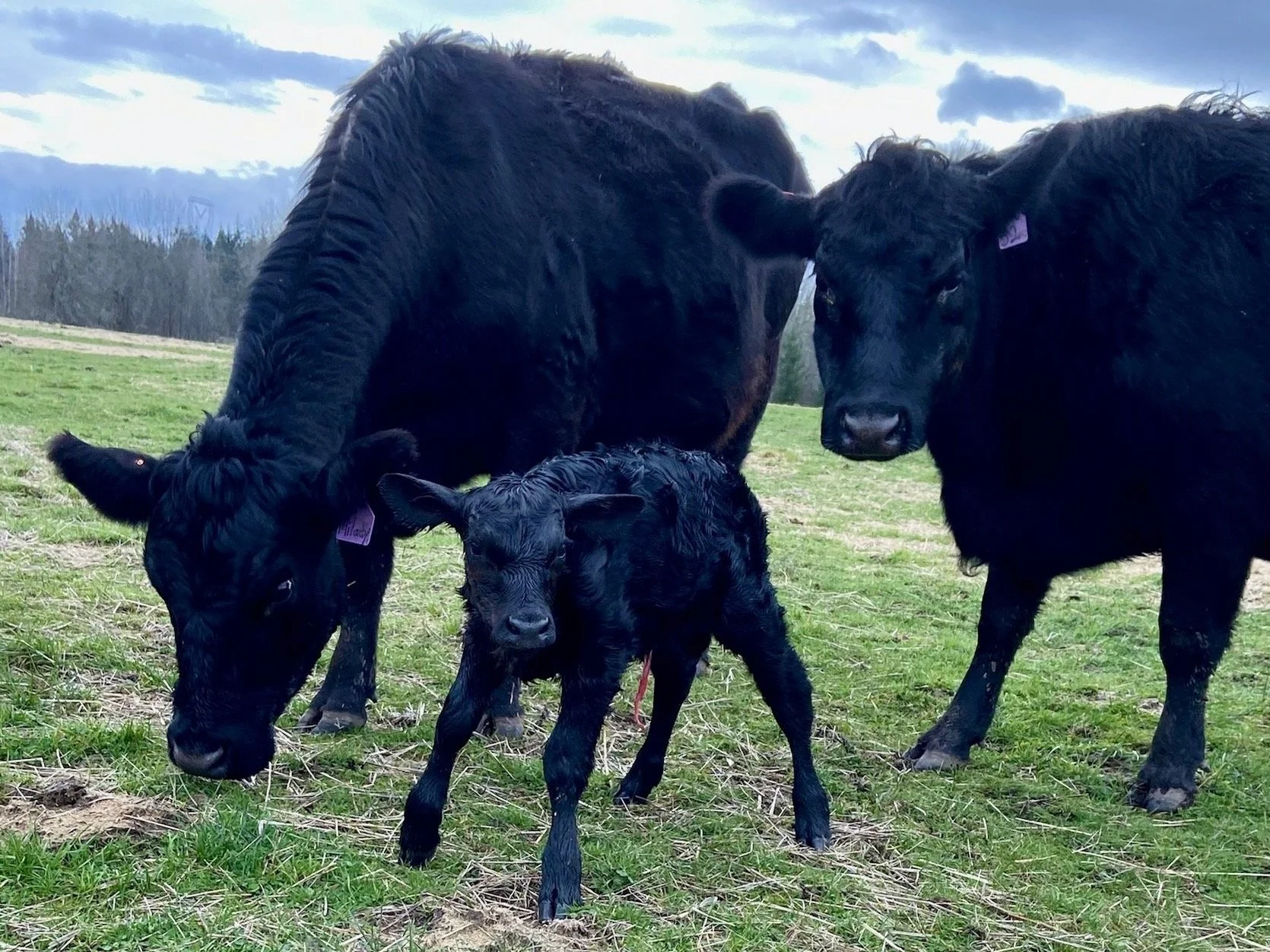 Two Box Ranch | High-Quality Grass-Fed Angus Beef | Family-Owned ...