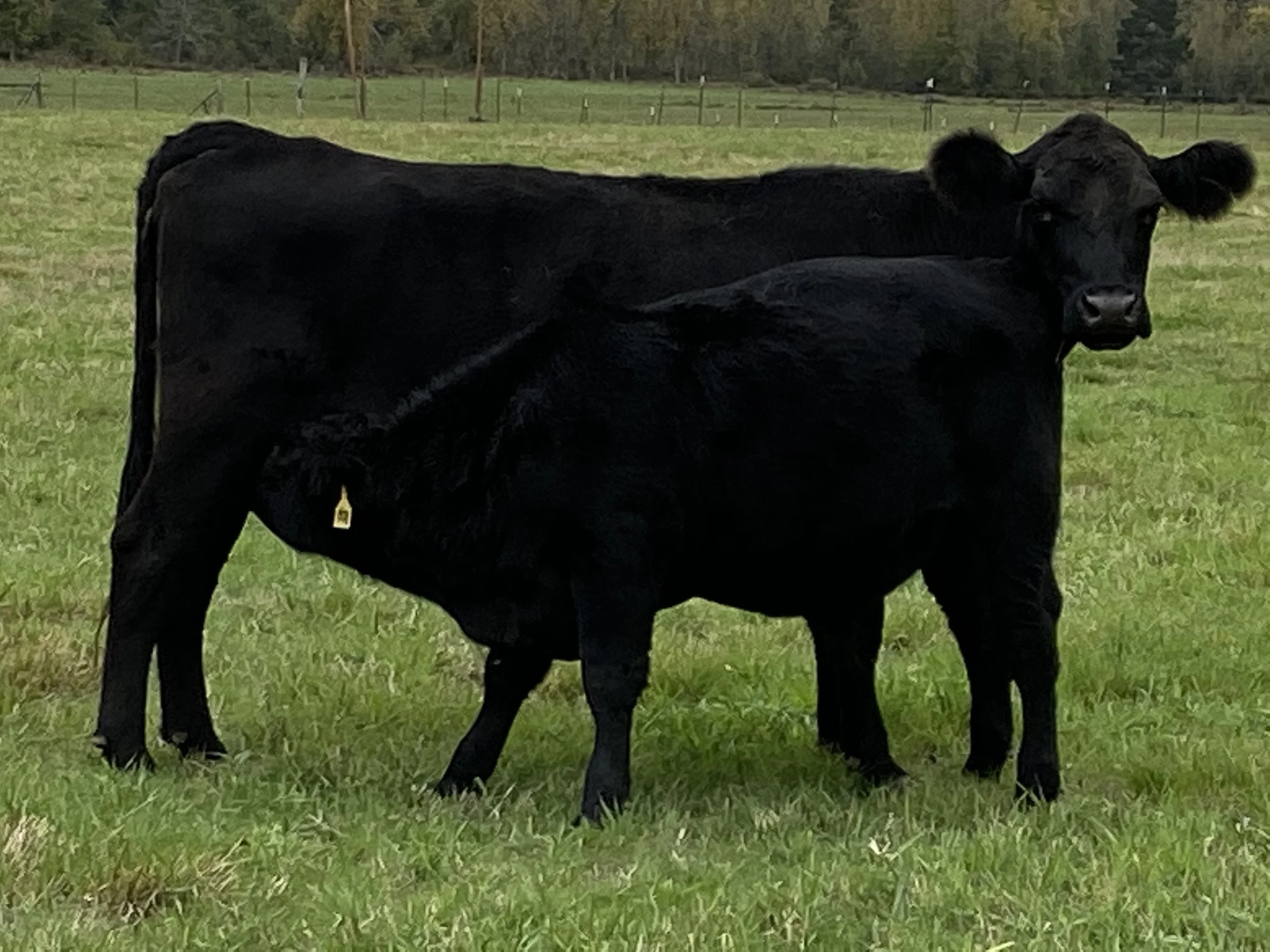 About | Family-Owned & Operated | Multi-Generational — Two Box Ranch