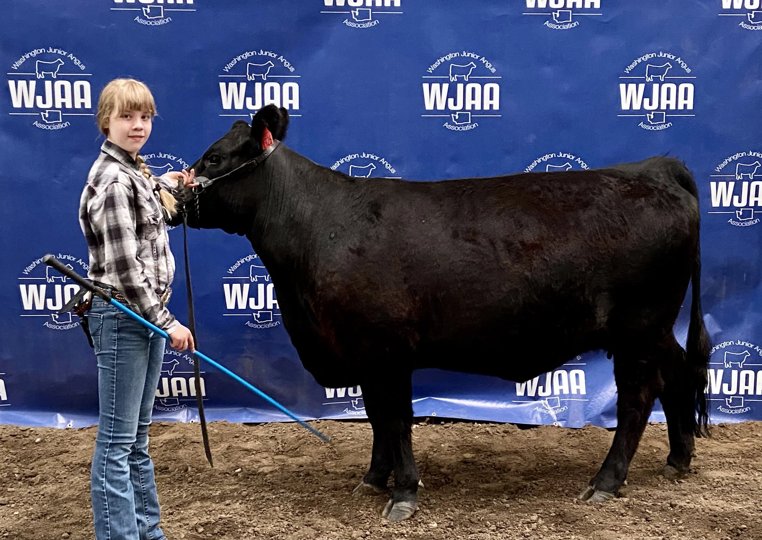 Livestock | Angus Cattle — Two Box Ranch
