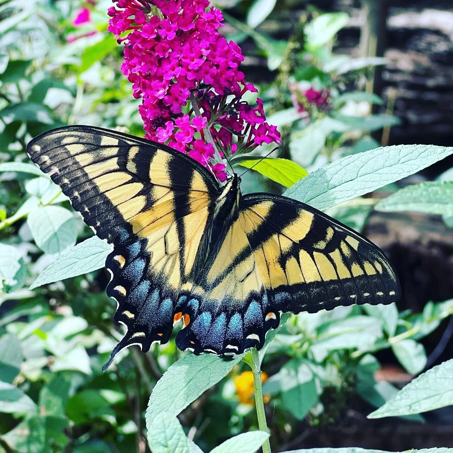 Charlotte Serenity Garden