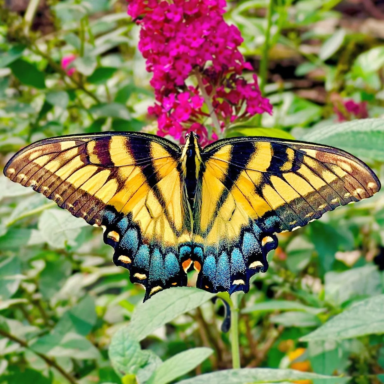 Charlotte Serenity Garden