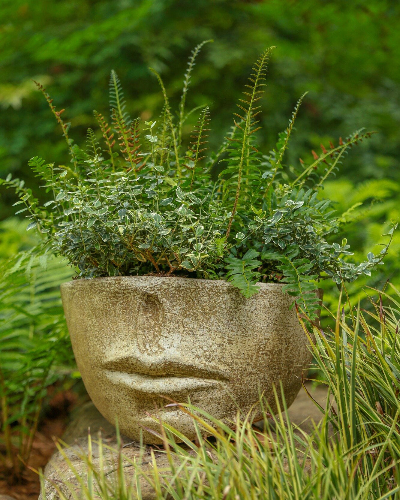 Charlotte Serenity Garden