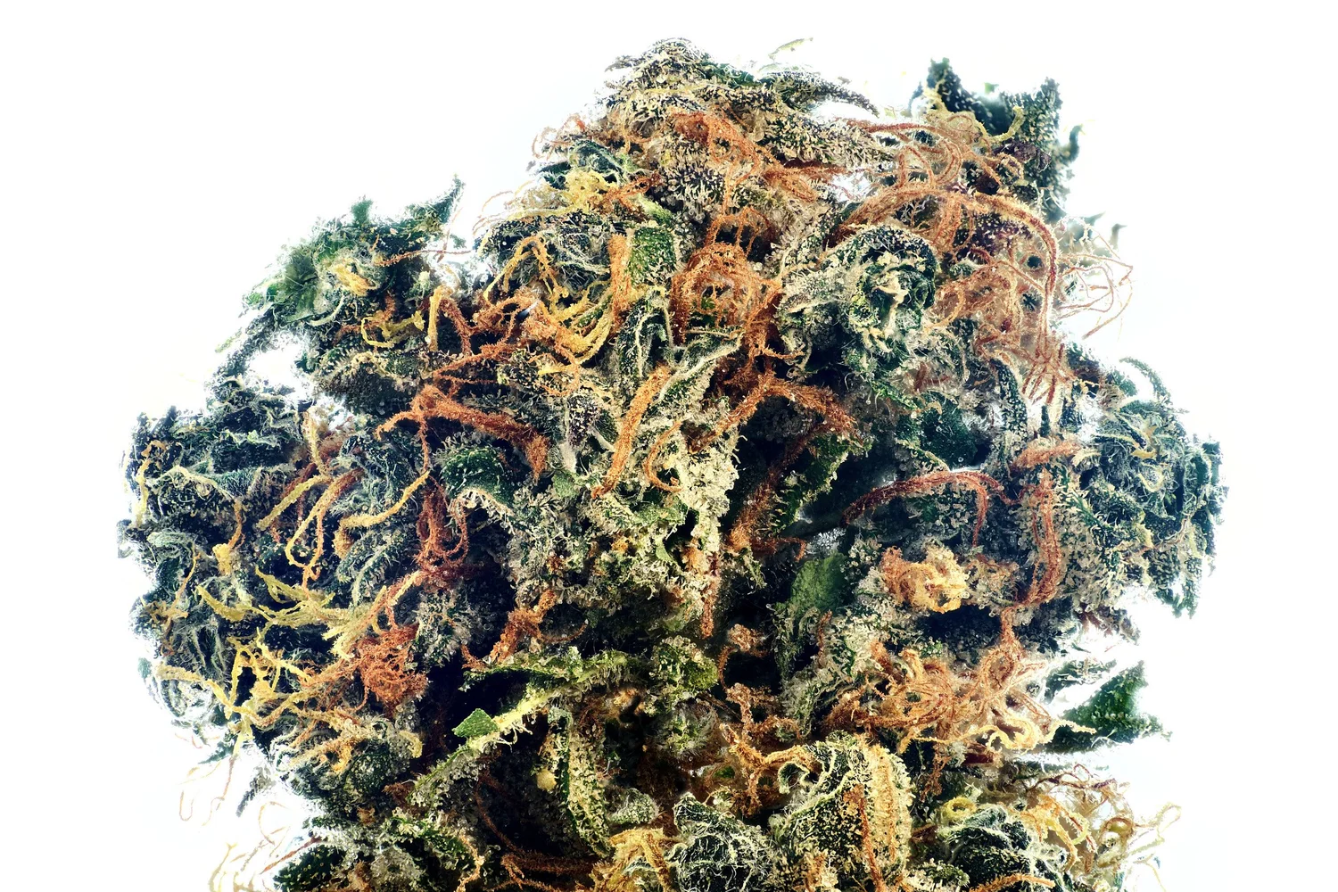Top May Cannabis Strains — Green Dragon Cannabis
