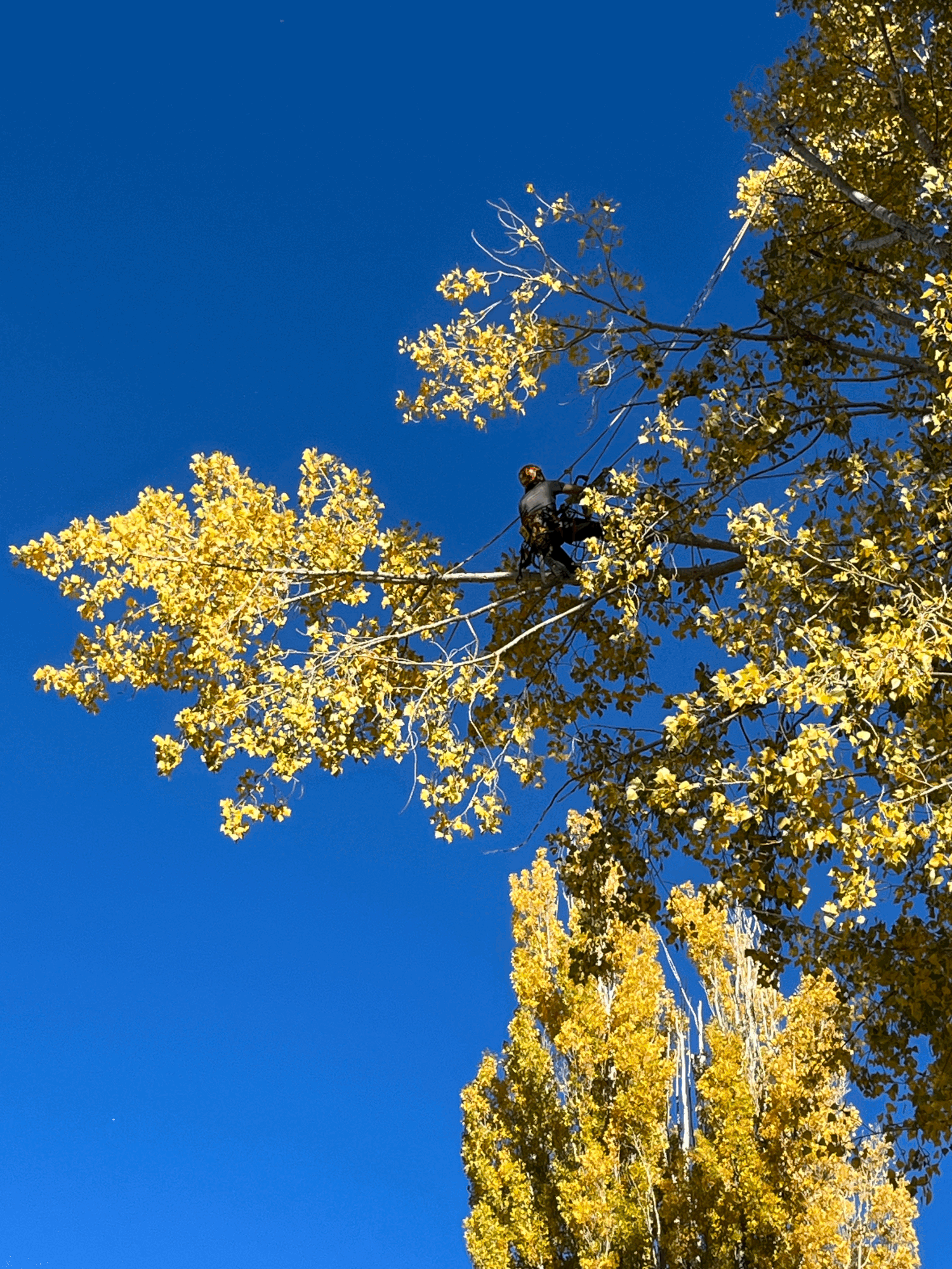 Great Pruning — PRUNUS