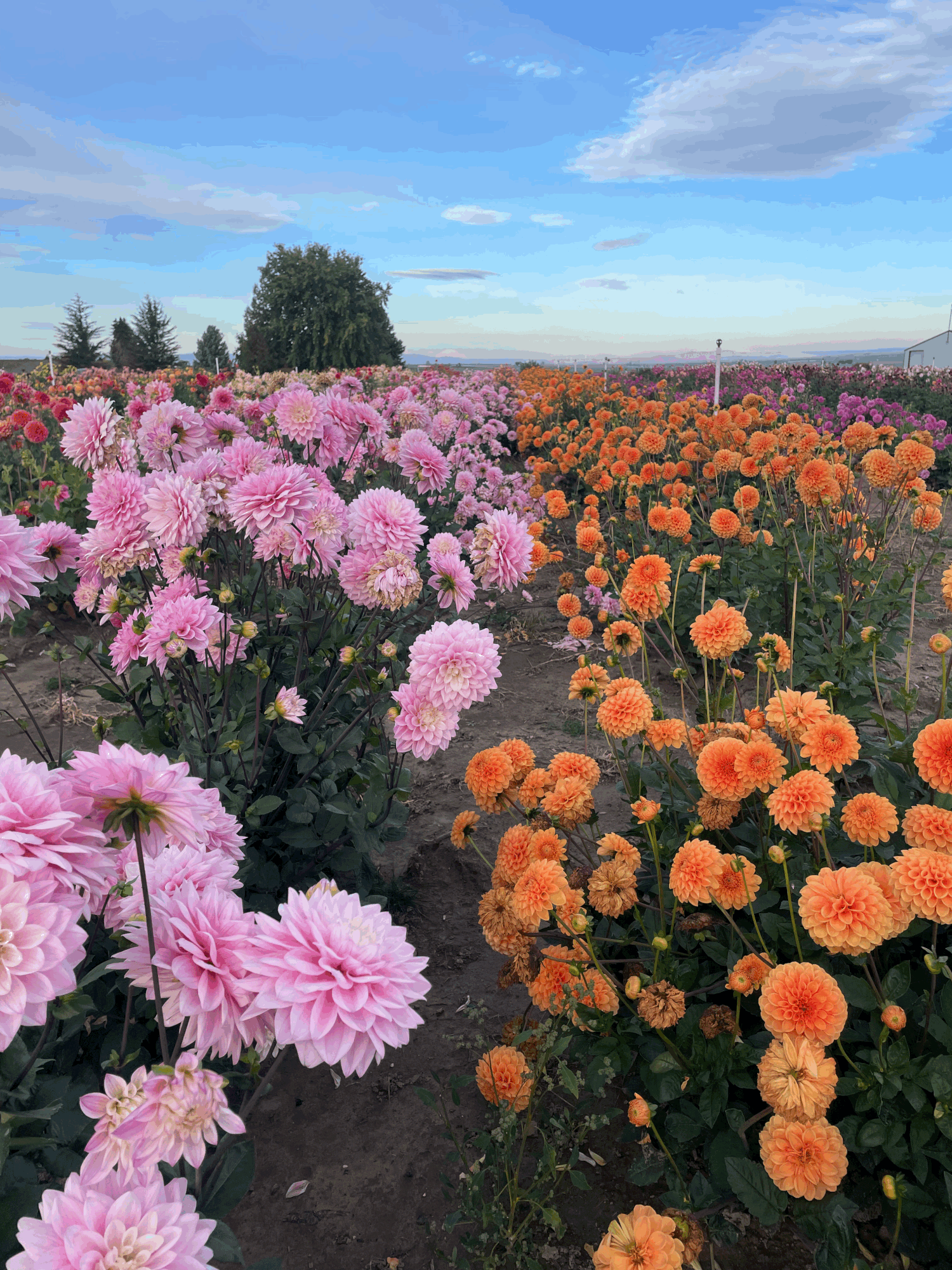 Summer Offerings — Gray Girl Farms