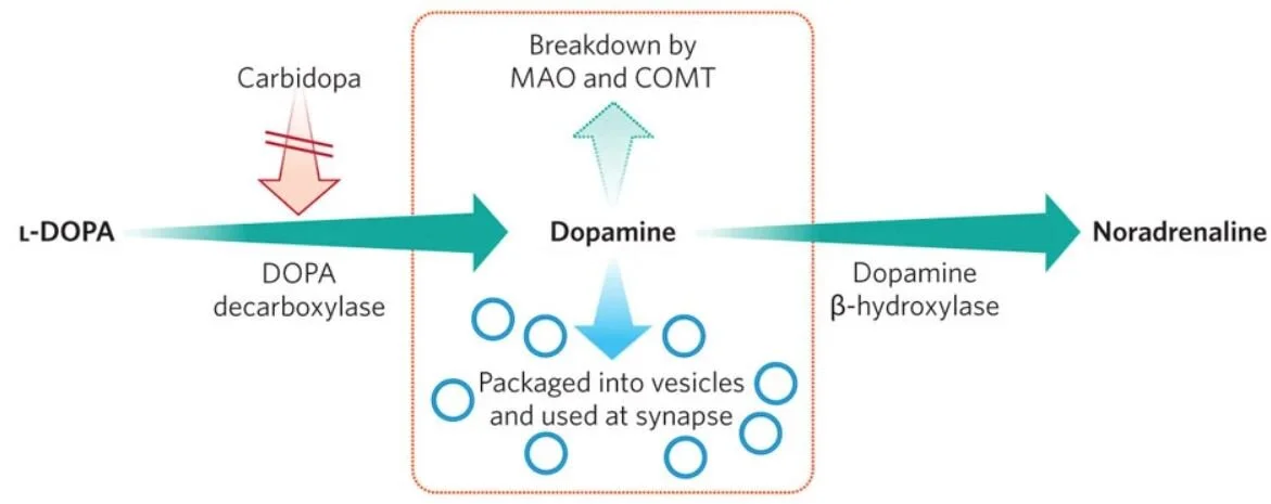 Pipeline Overview — BioGraphene