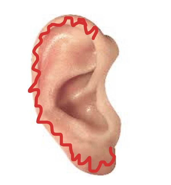 Whole Brain State — Neuroenergetics