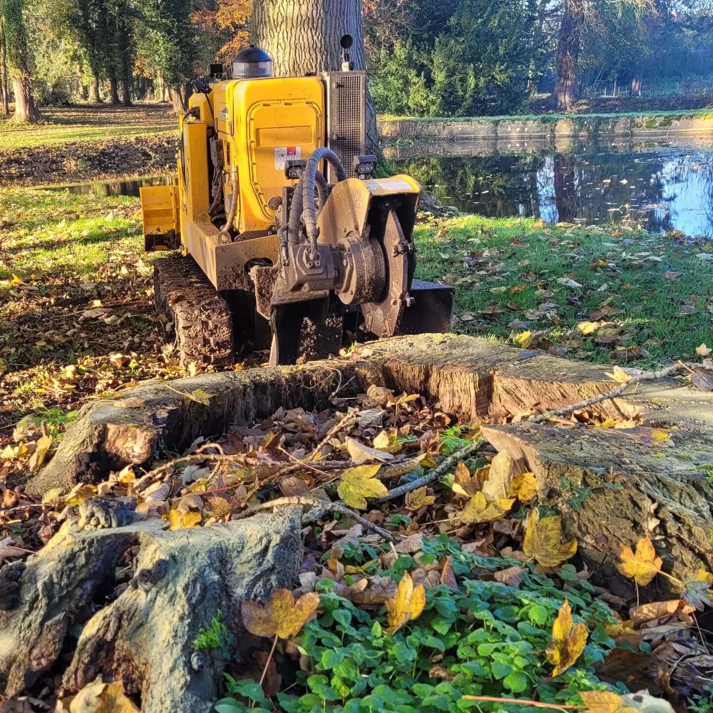 Our Work — Max Newall Tree Services, Tree Surgeons you can trust.